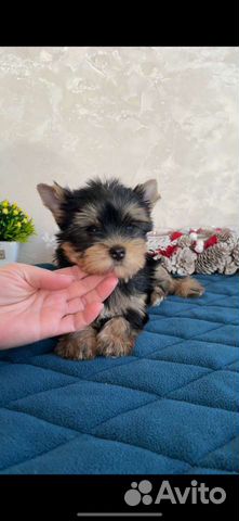 Йоркширский терьер щенки