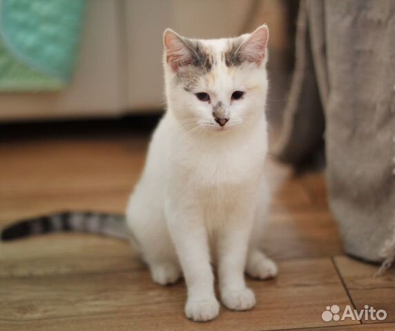 Кошечка Мальвина