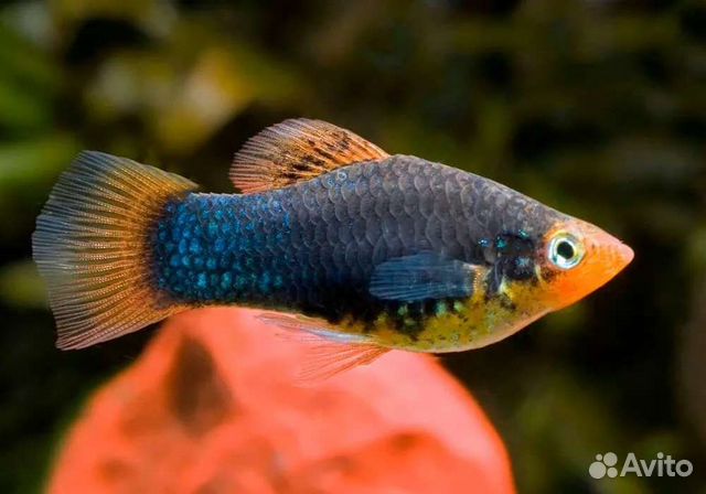 Пецилии черные молодые