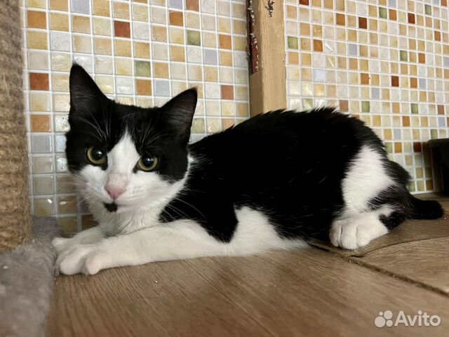 Котенок Бася 4 мес
