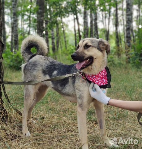 Собачка Брусничка ищет маму и папу
