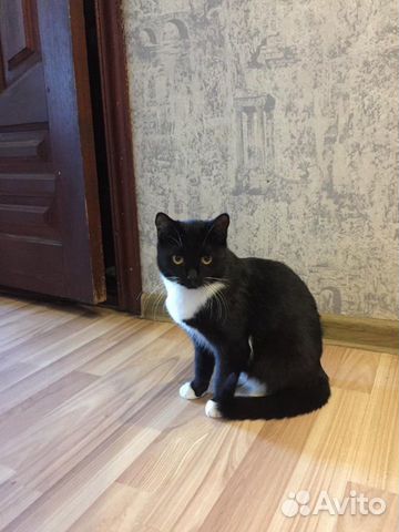 Кошечка 7 месяцев черная