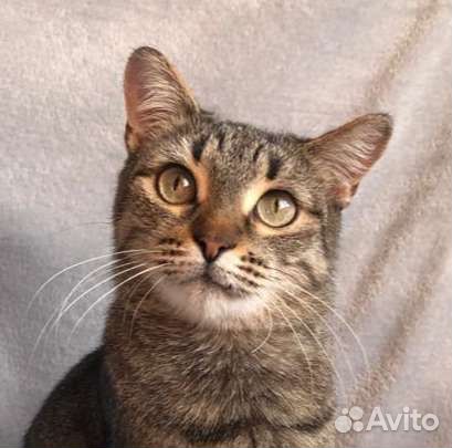 Милая кошечка по имени Матильда, 2 года