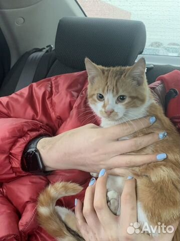 Котенок В добрые руки. Бесплатно Очень красивый и