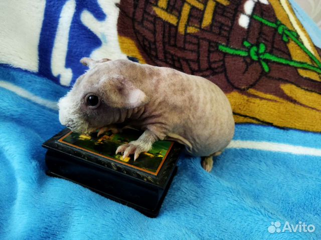 Морская свинка скинни мальчик