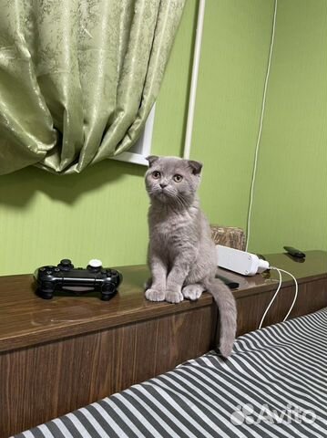 Шотландский вислоухий котик,отдам в добрые руки