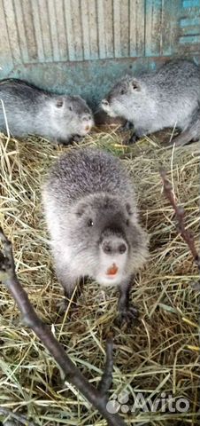Продам нутрий