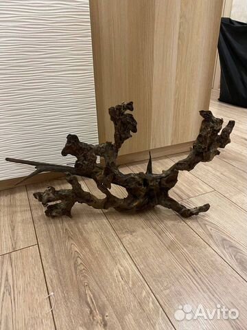 Коряга мангровая