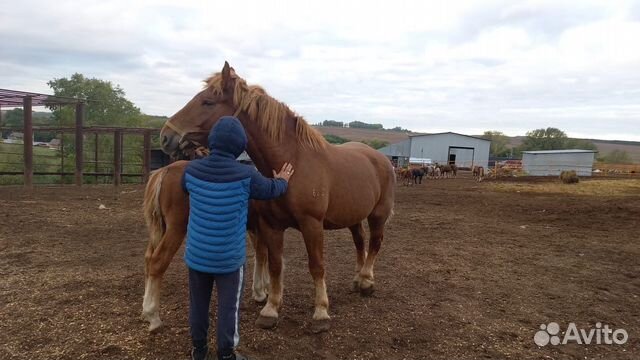 Лошади тяжеловозы