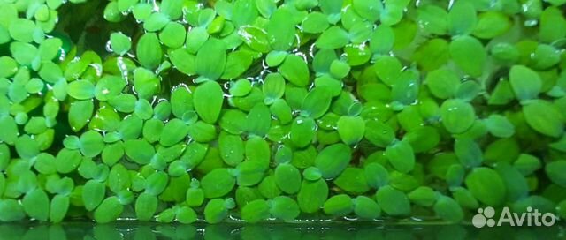 Аквариумные растения, пистия