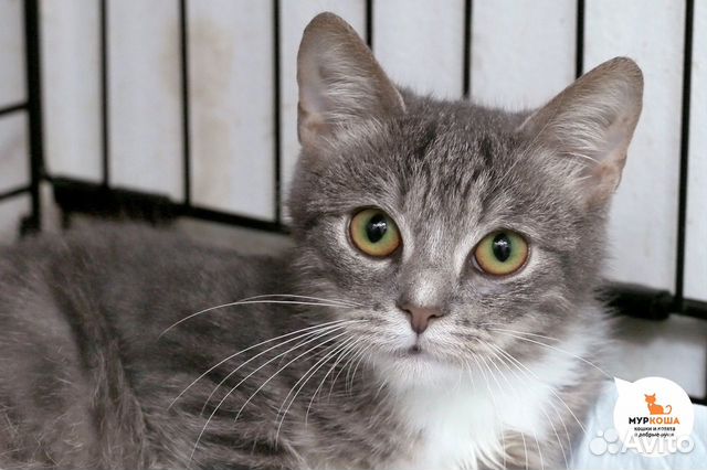 Малыш Добруша с яркими раскосыми глазками