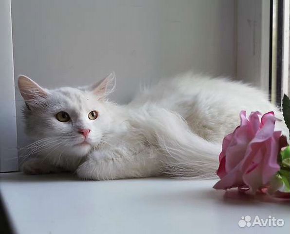 Ангорская кошечка Белла