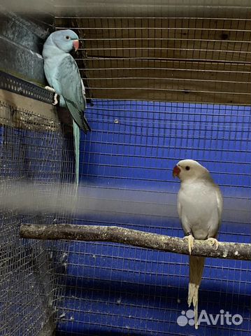 Ожереловые попугаи, готовая пара