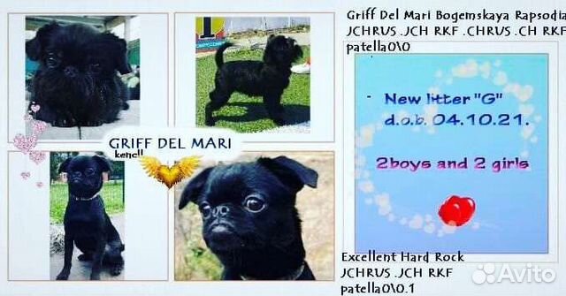 Щенки гриффона