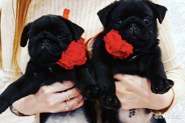Щенки мопсы