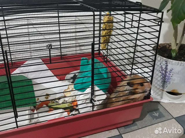 Сирийский хомяк с клеткой