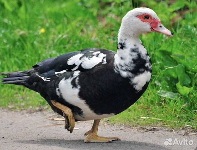 Продаю уток, индоуток, мускусные утки