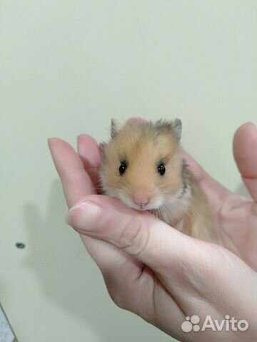 Отдаем Сирийских хомячков