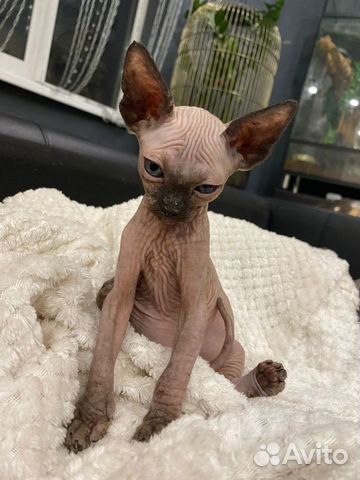 Канадский сфинкс