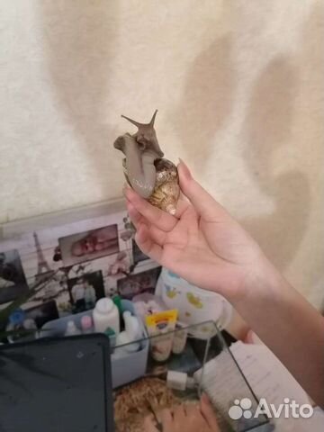 Тигровая улитка
