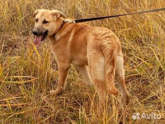 Щенок (мальчик, 5 месяцев) в добрые руки