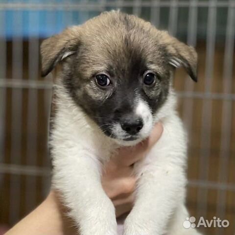 Щенок в добрые руки бесплатно