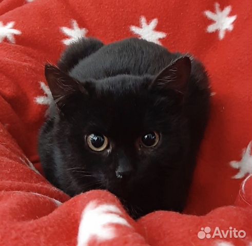 Милая малышка котенок Пани 4,5 месяца в добрые рук