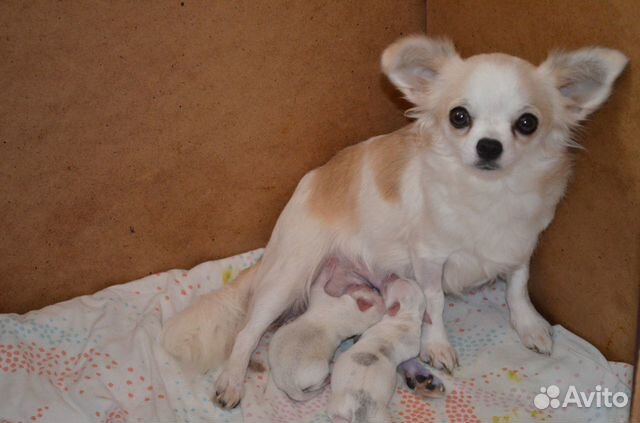 Верная подружка