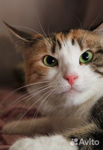 Кошечка Синди ищет дом