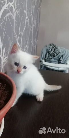 Котенок