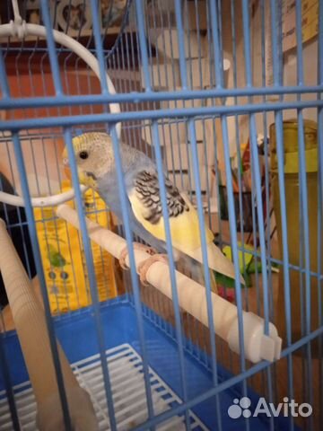 Волнистый попугай мальчик