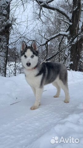 Черно-белый разноглазый кобель