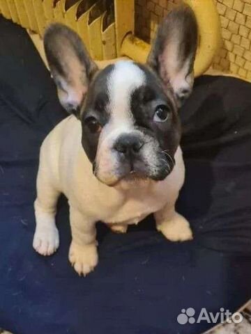 Французский бульдог щенки девочка