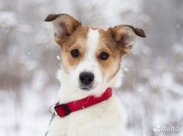 Милашка Элис ждет хозяина