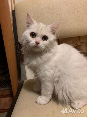 Маленький Снежок