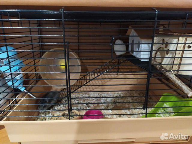 Джунгарский хомяк вместе с клеткой