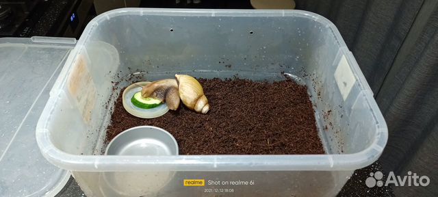 Отдам улитку ахатина