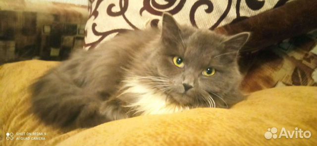 Кошка в дар