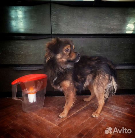 Мосье Бон-Бон переедет в ваши апартаменты