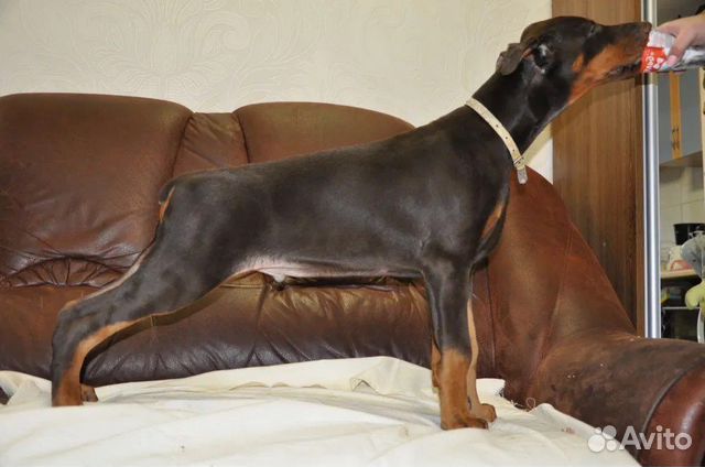 Доберманчики