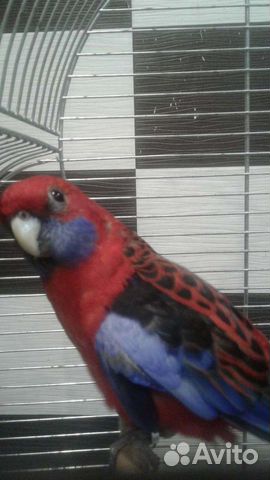 Попугай розелла