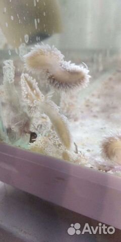 Бергия Berghia