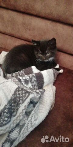 Котенок