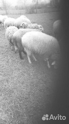 Овцы
