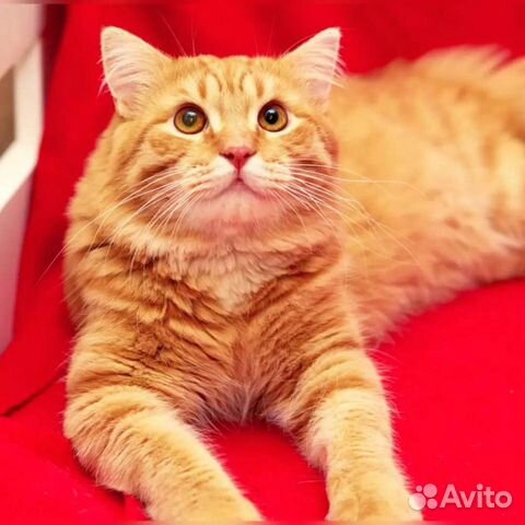 Котик пушистый, рыжий кот в дар