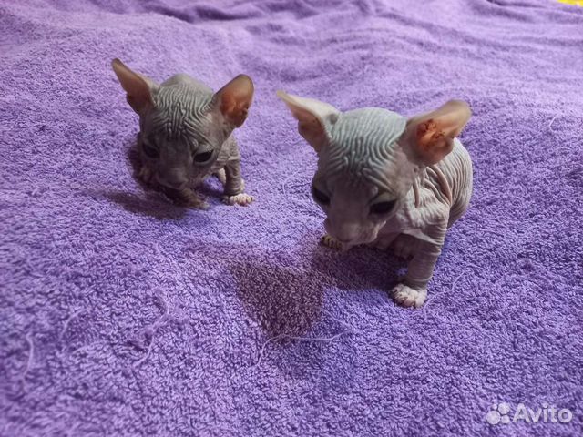 Донской сфинкс котята