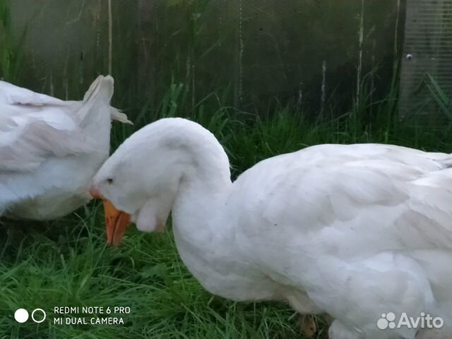 Гуси холмогоры