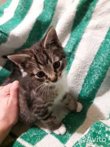 Котёнок мальчик