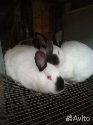 Калифорнийские кролики