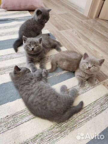 Британские котята